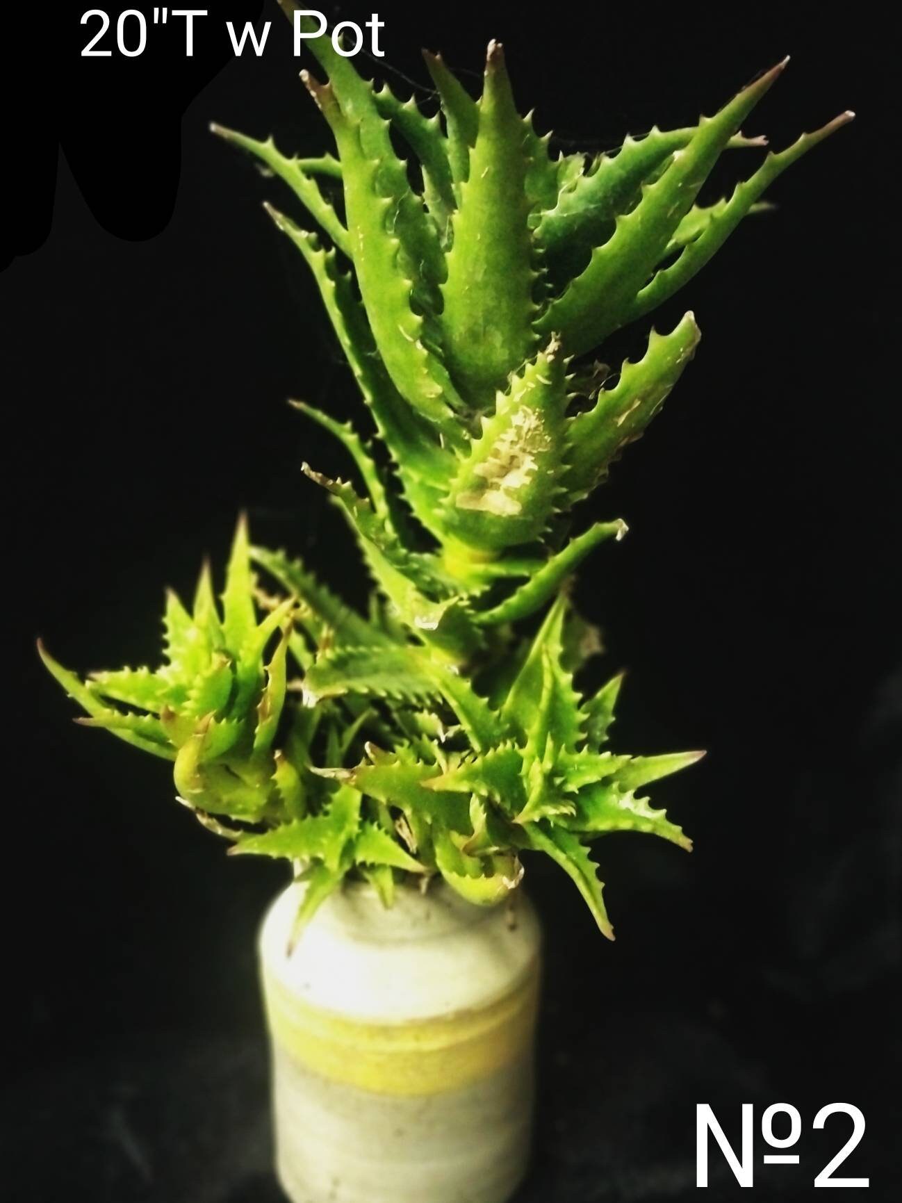 Aloe Juvenna Tiger Tooth Aloe Aloe Juvenna Brandham Exotic - Etsy