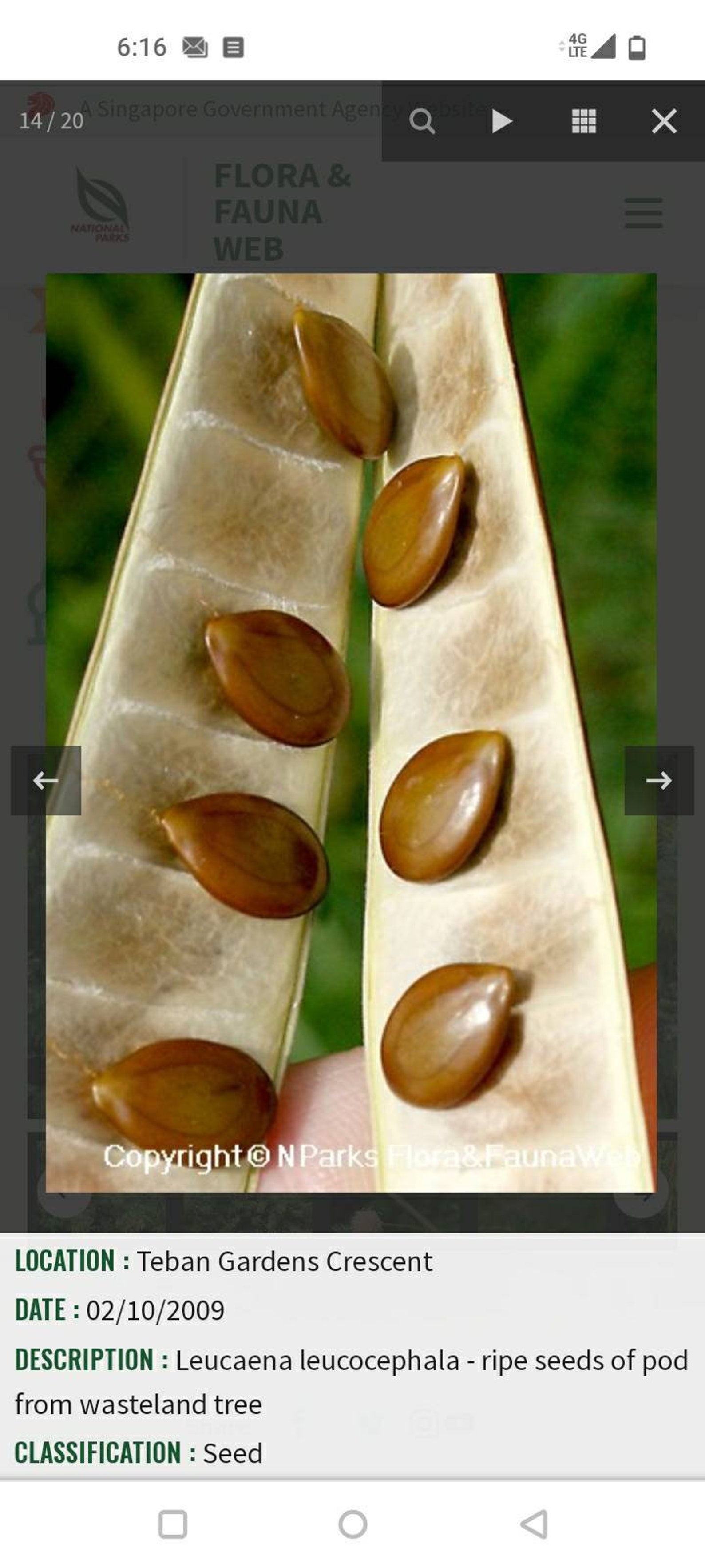 Guaje Beans Leucaena Leucocephala Lead Wood River Tamarind - Etsy