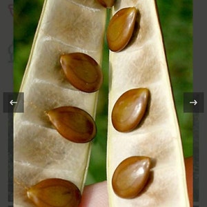 Guaje Beans, Leucaena Leucocephala, Lead Wood, River Tamarind, Uaxim ...