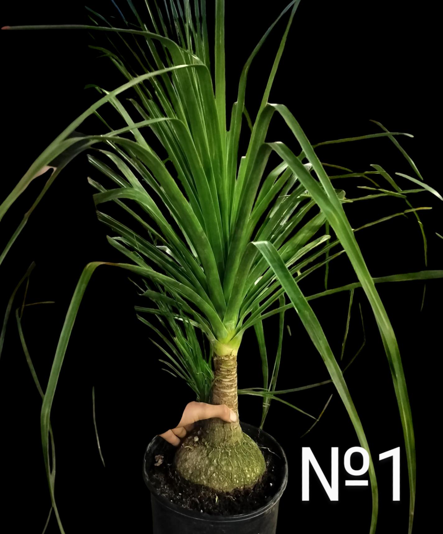 Extra Large Ponytail Palm. Stunning Bulboustrunk & Lush Long Curly ...