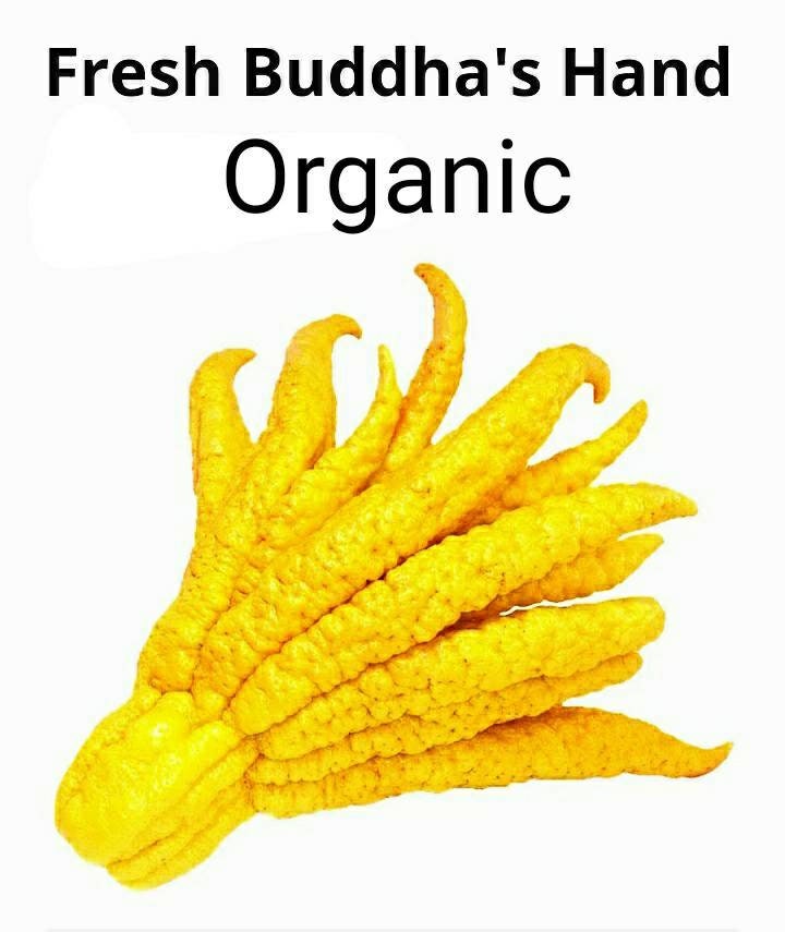 Exotic Buddha's Hand Tree, Fingered Citron| Scion, Buddha Hand Fruit ...