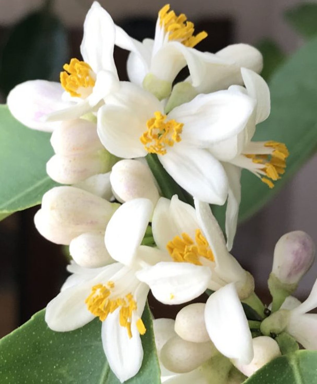 Fresh Pick Lemon Blossom & Leaf. Fresh, Organic. Flavoring Dishes ...