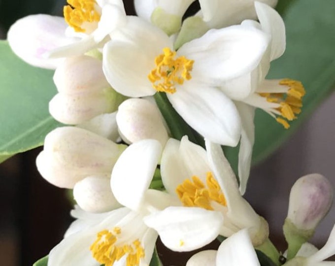 Fresh Pick Lemon Blossom & Leaf. Fresh, Organic. Flavoring Dishes ...