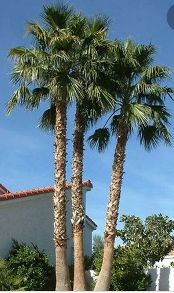 Washingtonia Robusta