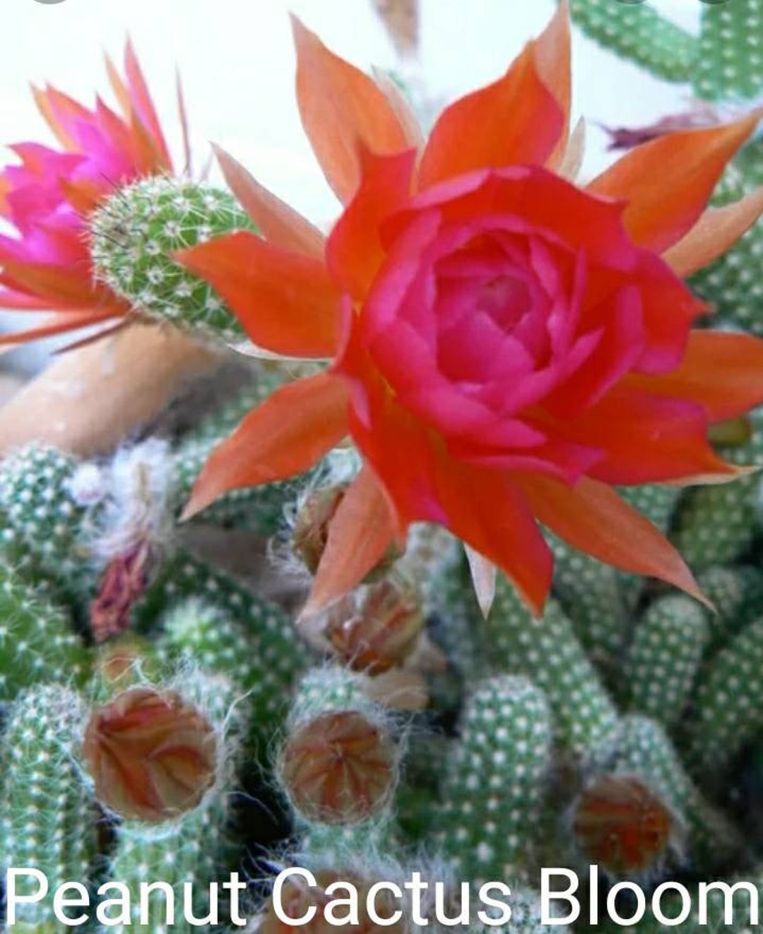 El cactus de maní, Echinopsis Chamaecereus, produce un grupo de tallos ...