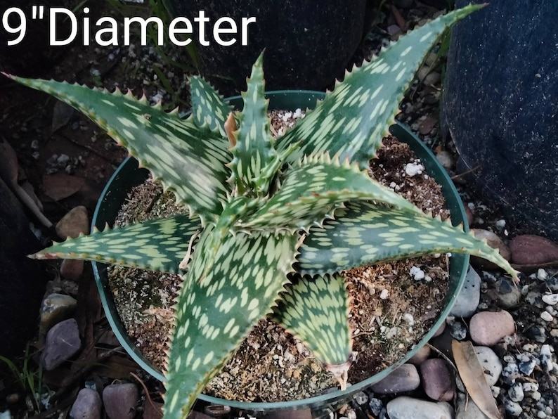 Aloe Harlana, Can Reach up to 20" Long and 6" Wide. Xeriscaping, Desert ...