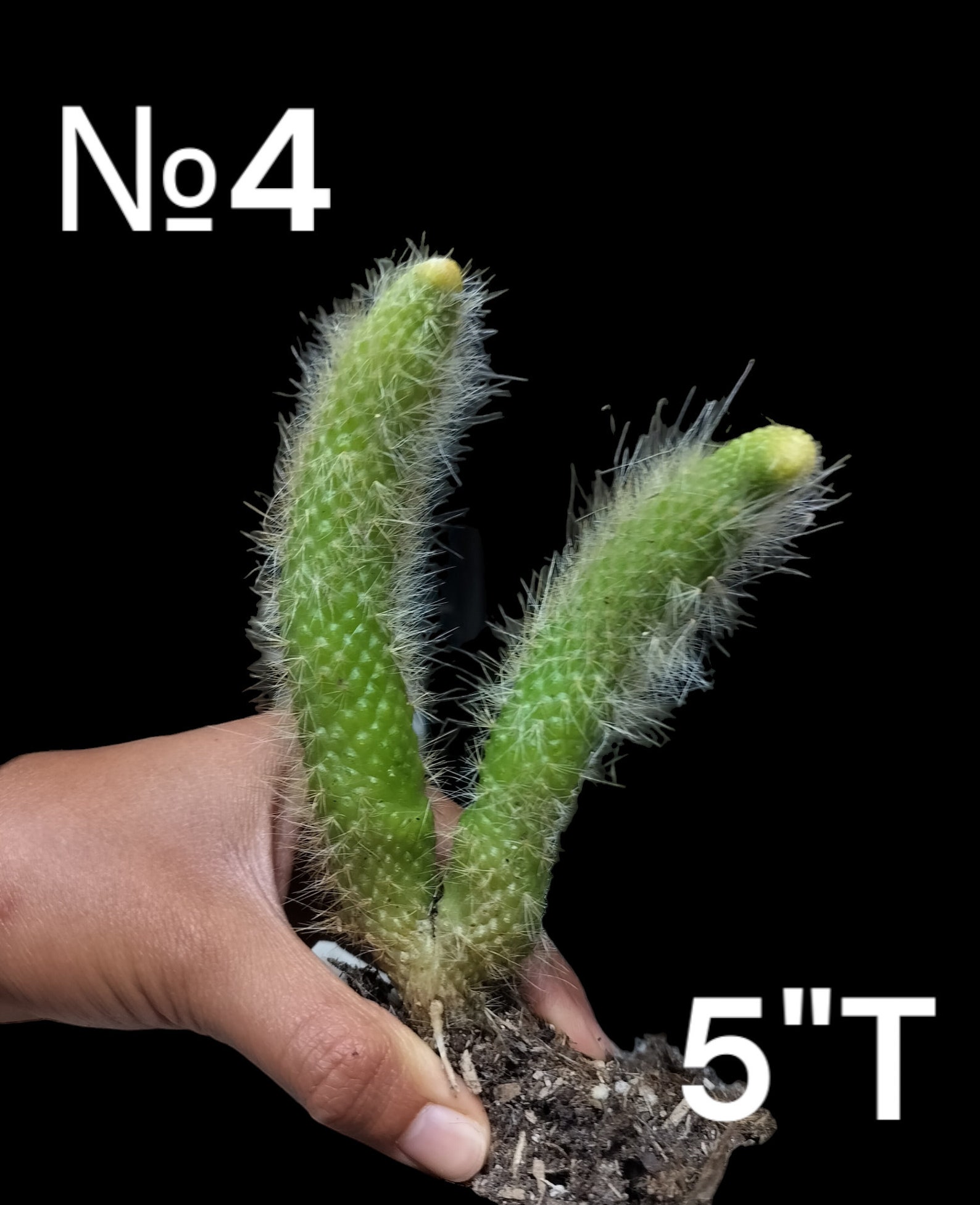 Monkey Tail Inermis Cactus, Hildewintera Colademononis Inermis . USDA ...