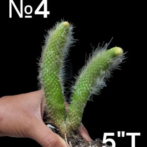 Monkey Tail Inermis Cactus, Hildewintera Colademononis Inermis . USDA ...