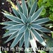 XL Agave Angustifolia Variegated, Caribbean Agave, Espadilla, Tepemete ...