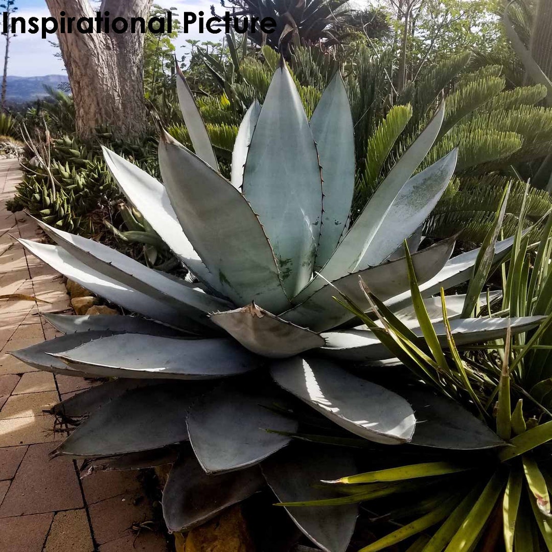 Agave Titanota Black and Blue, Rare Collector Agave. USDA Hardiness ...