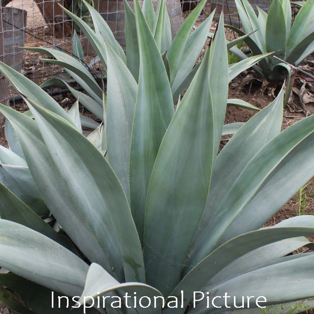 Agave Weberi Weber Agave Bluish-green Evergreen Foliage Bold - Etsy