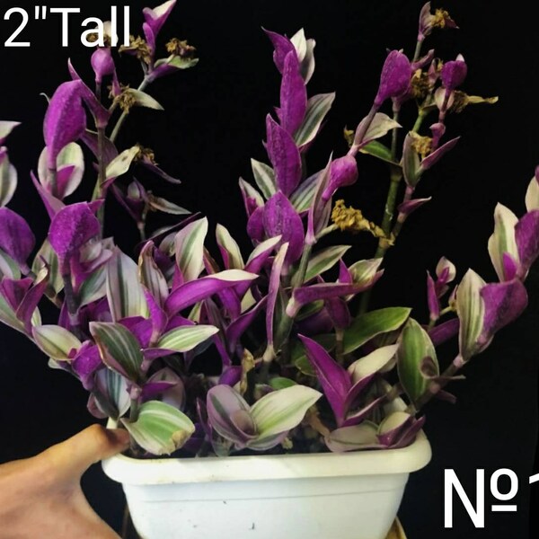Nanouk Plant - Etsy