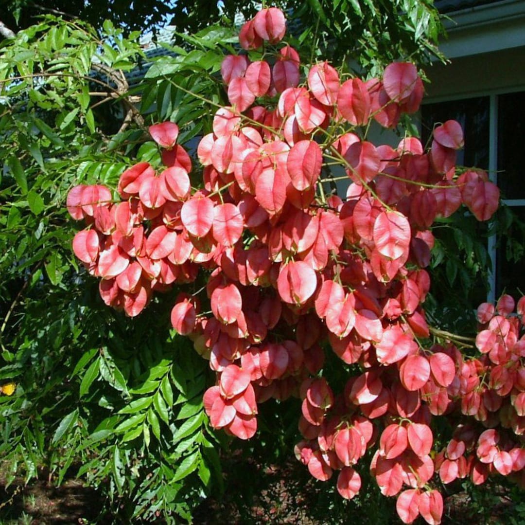 Deciduous Koelreuteria Bipinnata, Chinese Flame Tree, Chinese Golden ...
