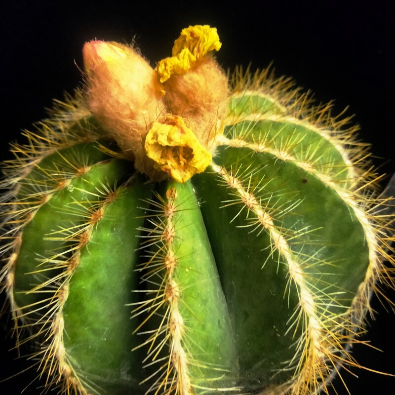 Cactus Balloon - Etsy