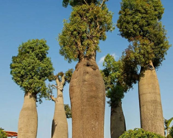 Australian Bottle Tree, Queensland Bottle Tree, Brachychiton Rupestris ...