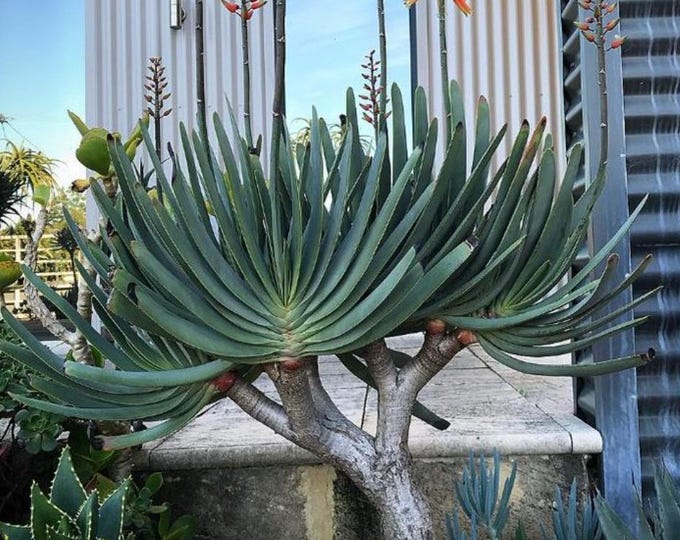 Aloe Plicatilis Fan Aloe Rare Fan Aloe Tree Drought Tolerate Desert ...