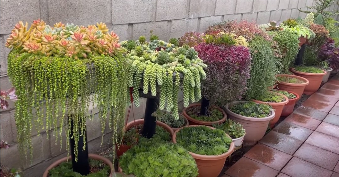 House Plant Hanging Basket Mystery Cuttings, String Vine Plant ...