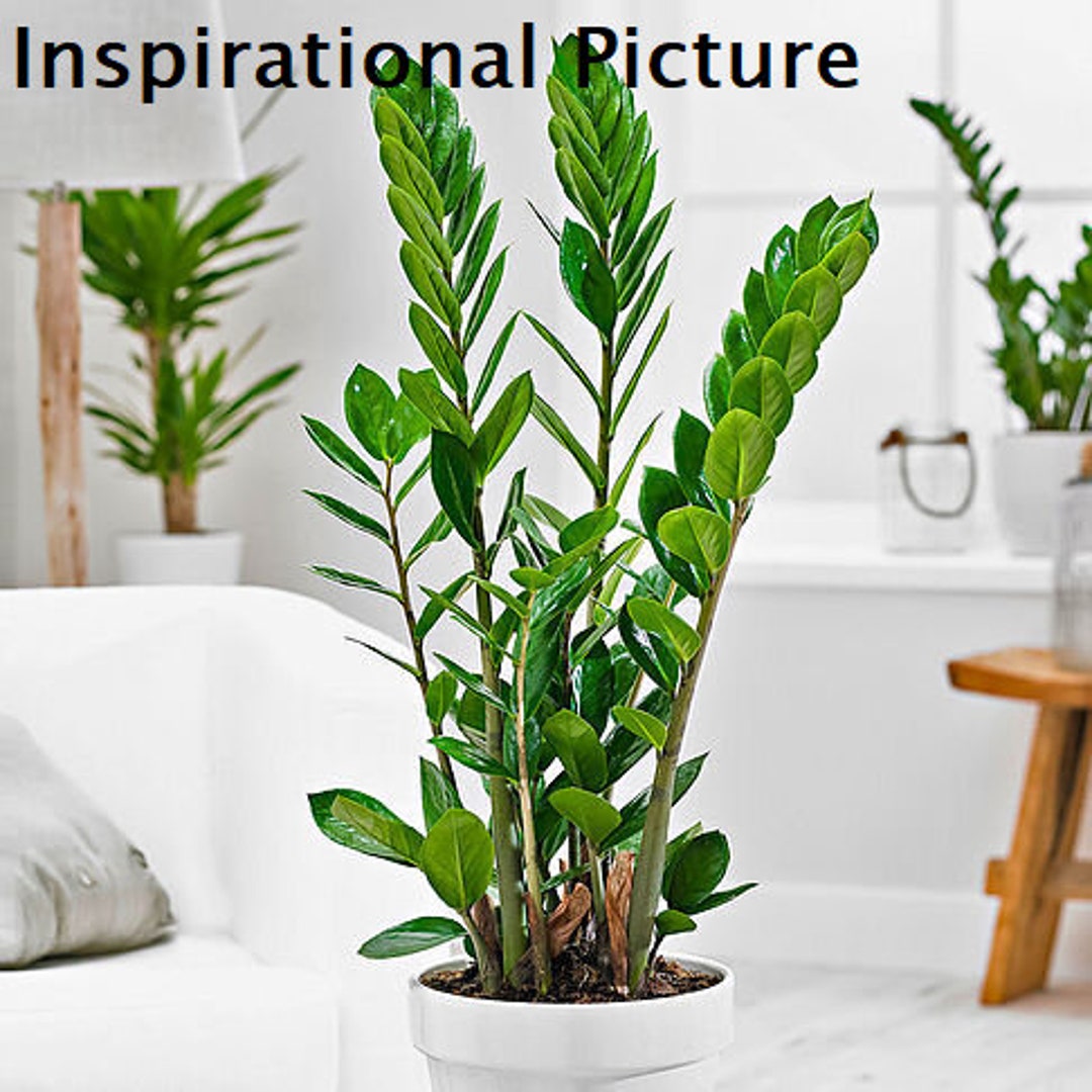 ZZ Plant, Zamioculcas Zamiifolia, Zeze, Zanzibar Gem Tree, Aroid Palm ...