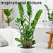 ZZ Plant, Zamioculcas Zamiifolia, Zeze, Zanzibar Gem Tree, Aroid Palm ...