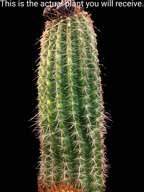 15 Plant Paper Discount Code JamesinaSasha 15-plant-paper-discount-code-jamesinasasha
