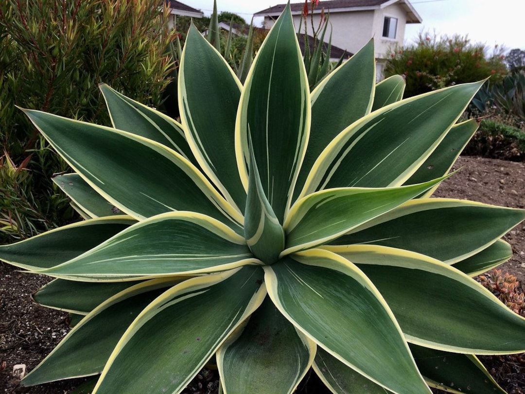 Agave Attenuata Variegata, Variegated Foxtail Agave, Swan Neck Ray of ...