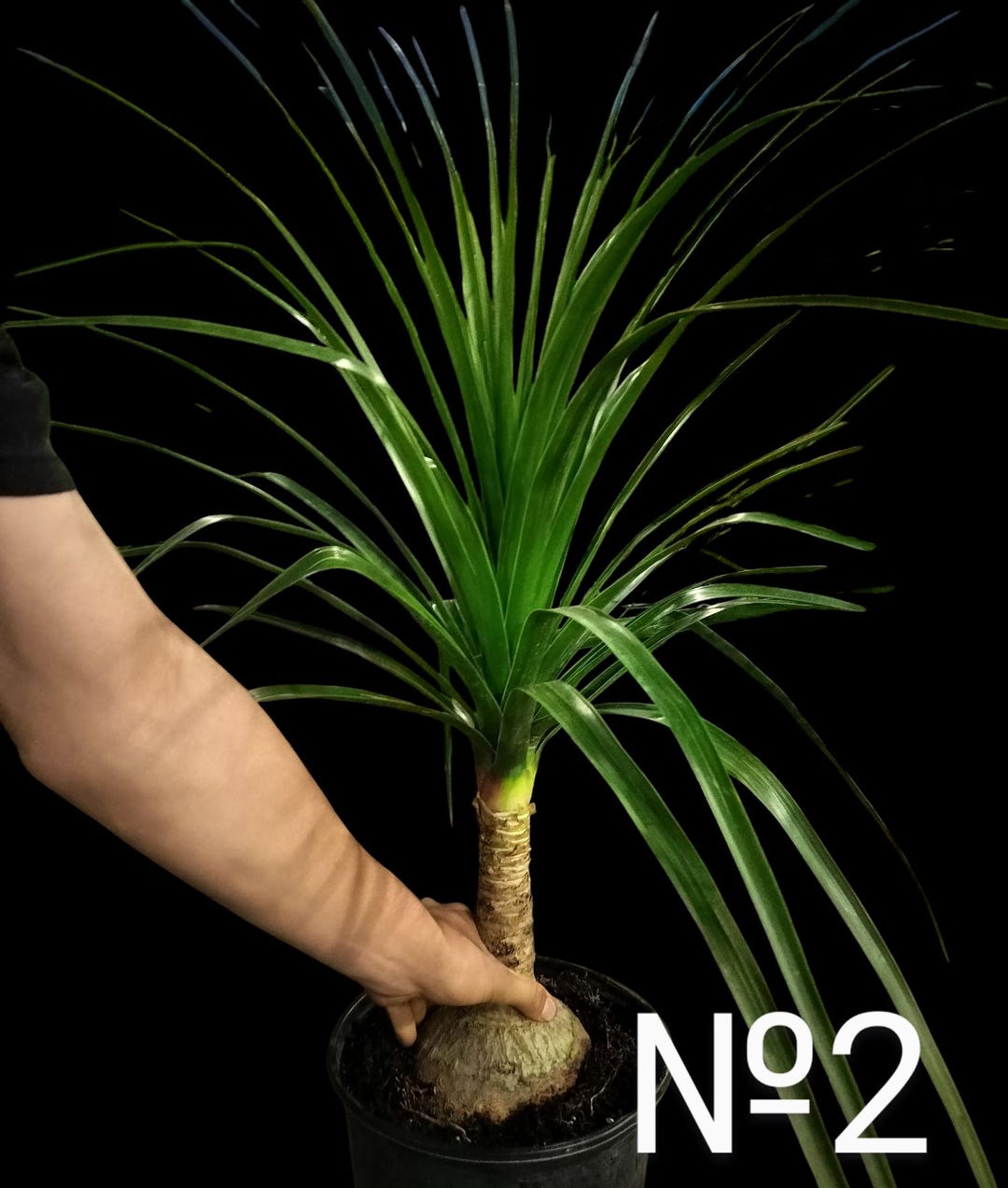 Extra Large Ponytail Palm. Stunning Bulboustrunk & Lush Long Curly ...