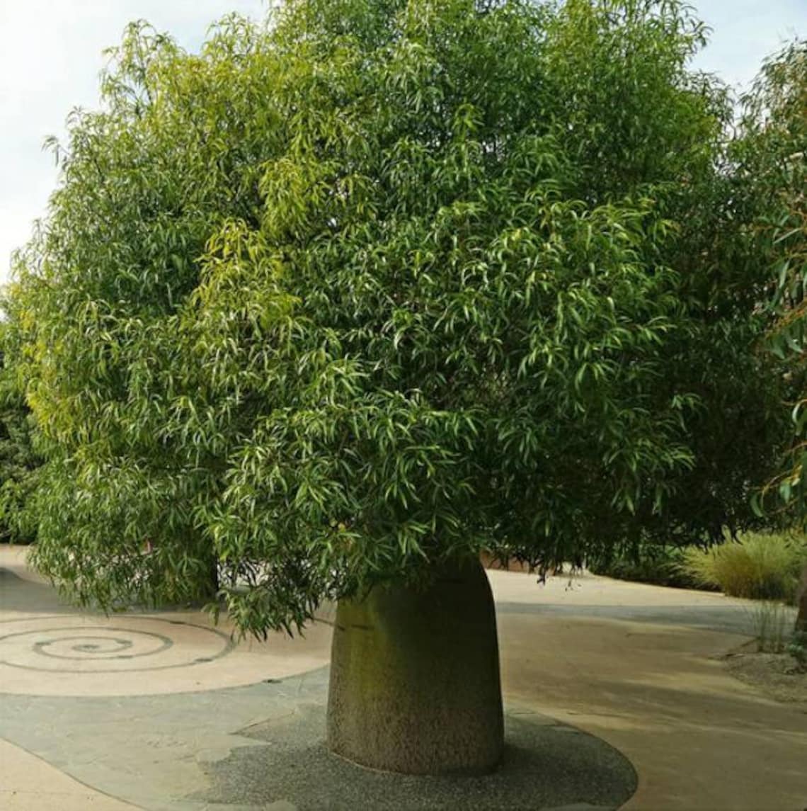 Australian Bottle Tree, Queensland Bottle Tree, Brachychiton Rupestris ...