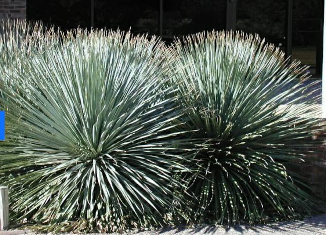 XL Dasylirion Wheeleri Desert Spoon Spoon Flower Spoon - Etsy