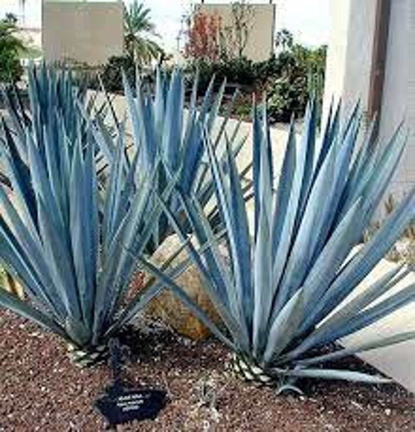 XL Agave Tequilana, Blue Agave, Tequilana Azul, Weber’s Blue Agave ...