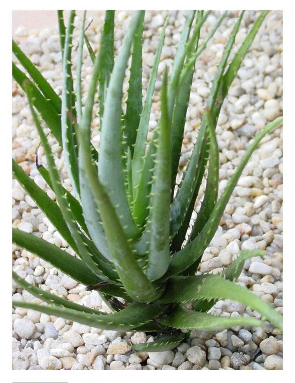 Blue Elf Aloe California Aloe Aloe Blue Boy Winter - Etsy