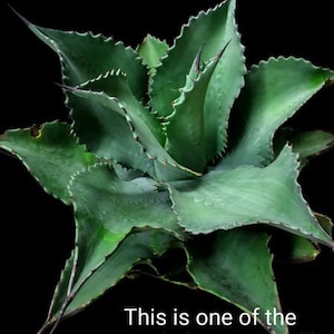 Ovatifolia Ovatifolia