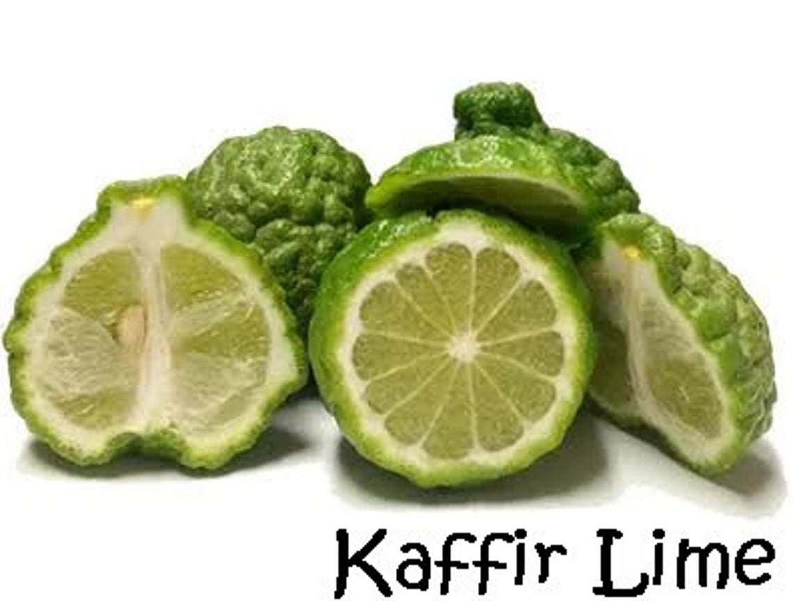 Kaffir Lime Fresh Fruit Citrus Hystrix Jeruk Purut Makrud - Etsy
