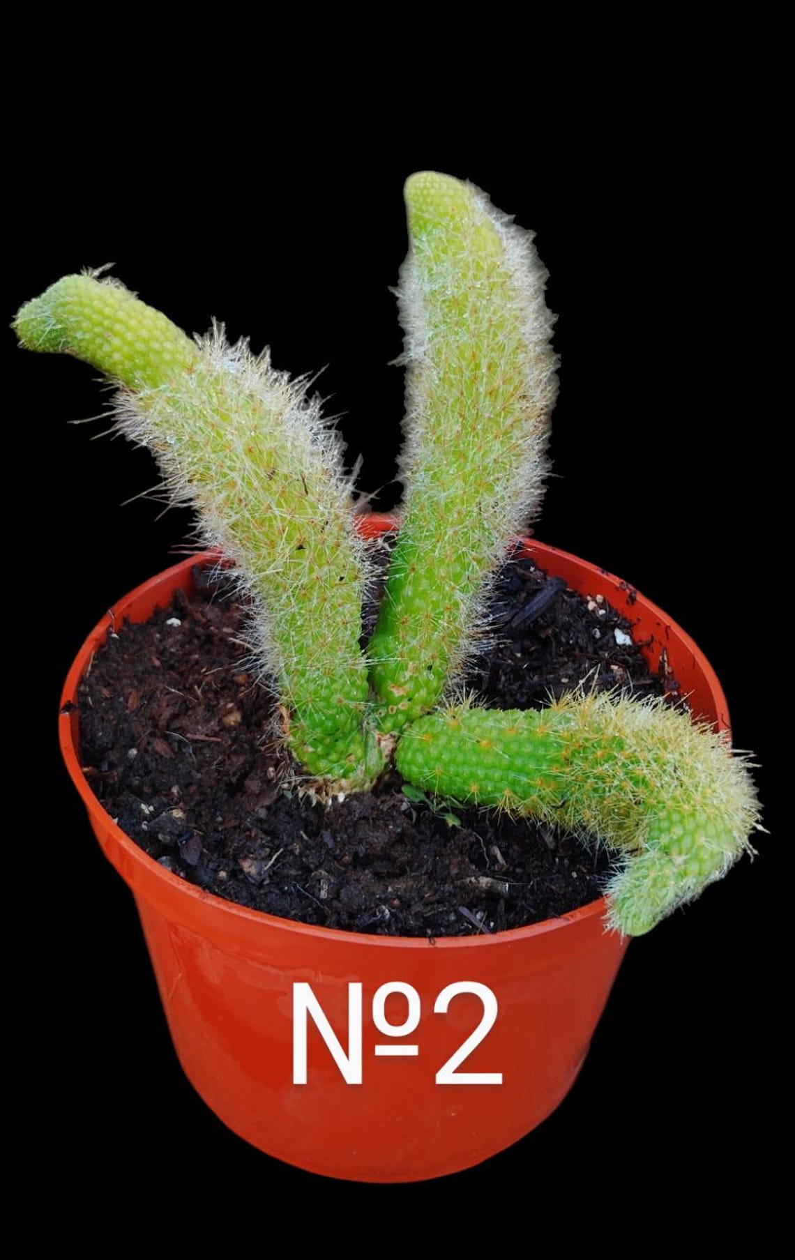 Monkey Tail Inermis Cactus, Hildewintera Colademononis Inermis . USDA ...