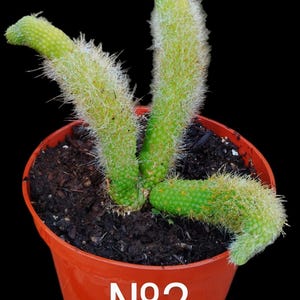 Monkey Tail Inermis Cactus, Hildewintera Colademononis Inermis . USDA ...