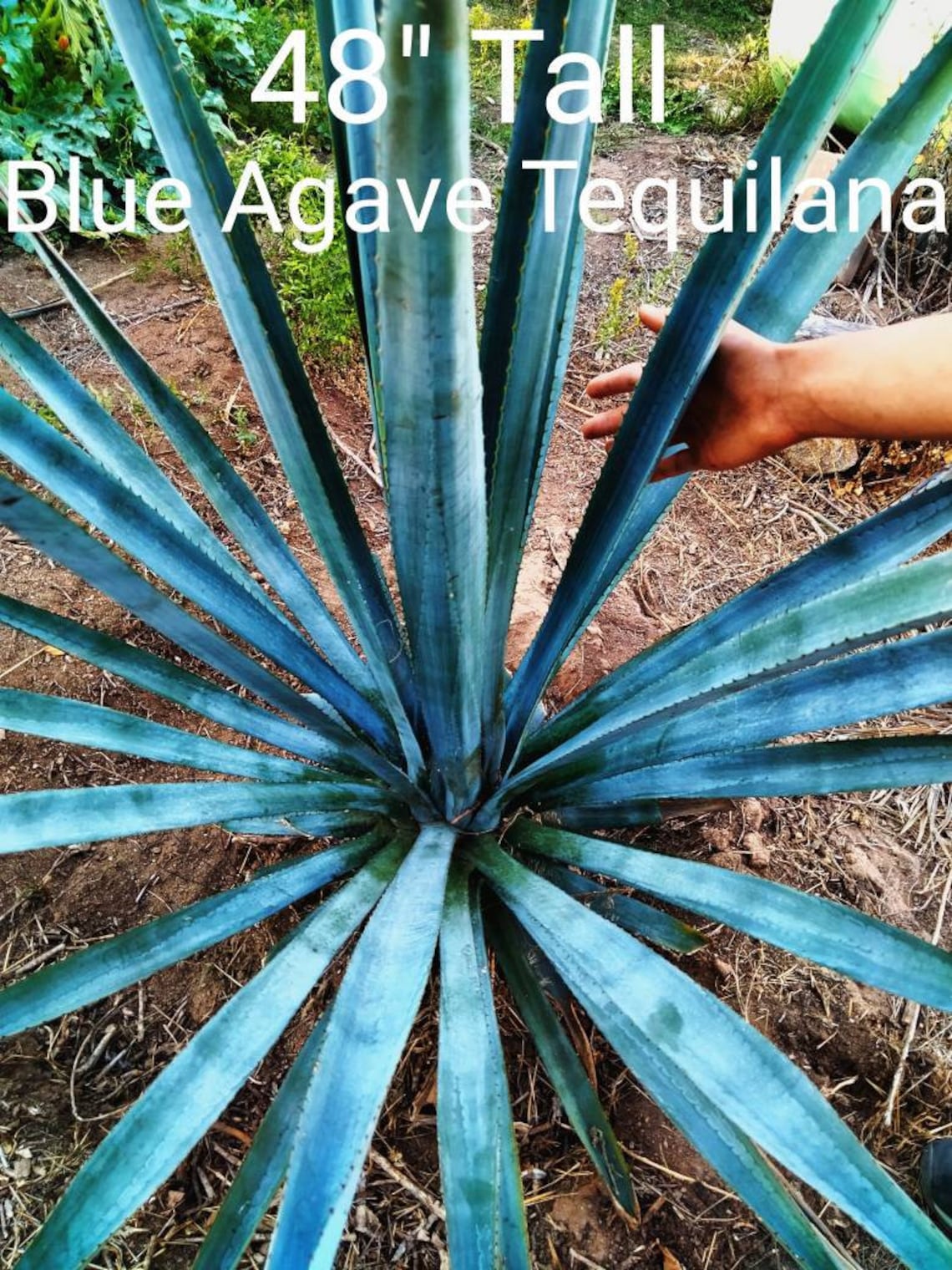 XL Agave Tequilana Blue Agave Tequilana Azul Webers Blue | Etsy