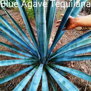 XL Agave Tequilana, Blue Agave, Tequilana Azul, Weber’s Blue Agave ...