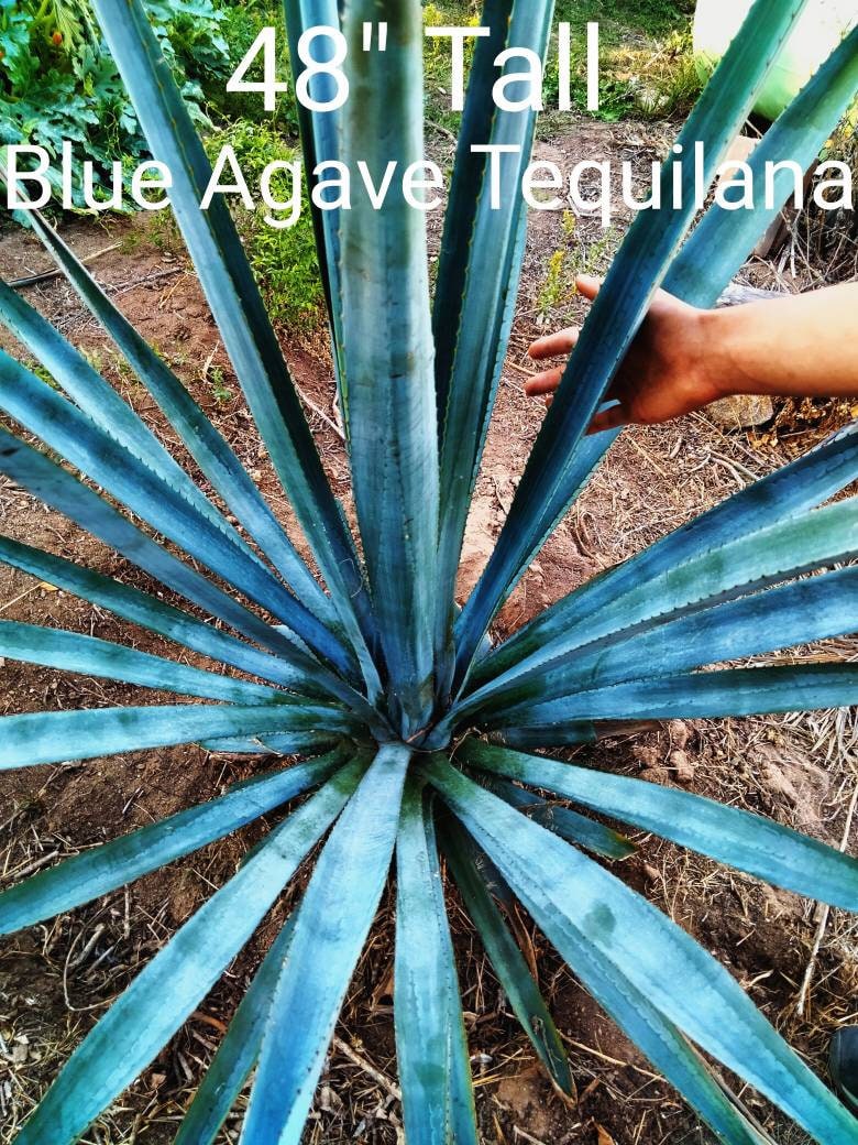 XL Agave Tequilana, Blue Agave, Tequilana Azul, Weber’s Blue Agave ...