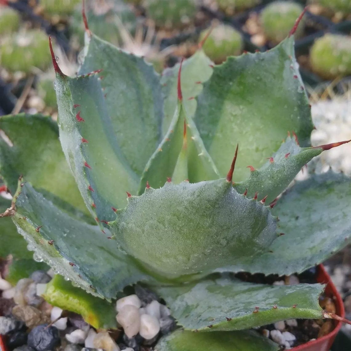 Agave Isthmensis ‘rum Runner’ Yellow Fleshy Leaves. USDA Zone of 9b to ...