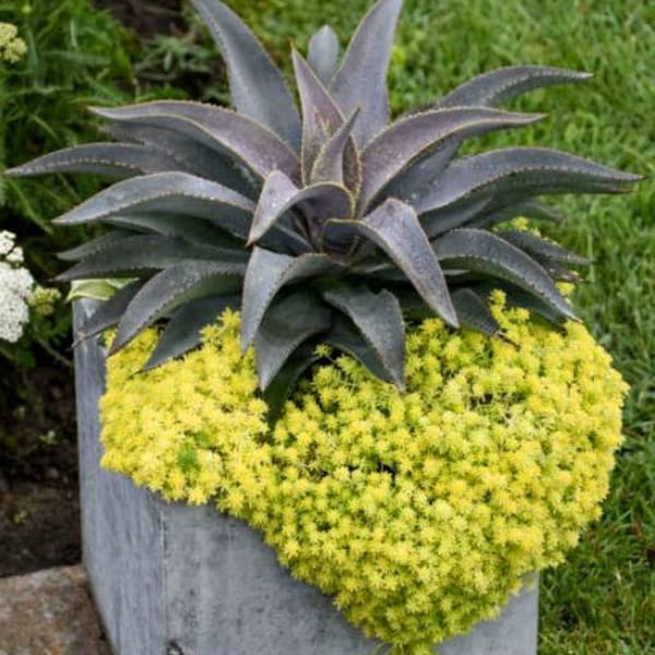 Purple Agave Plants - Etsy