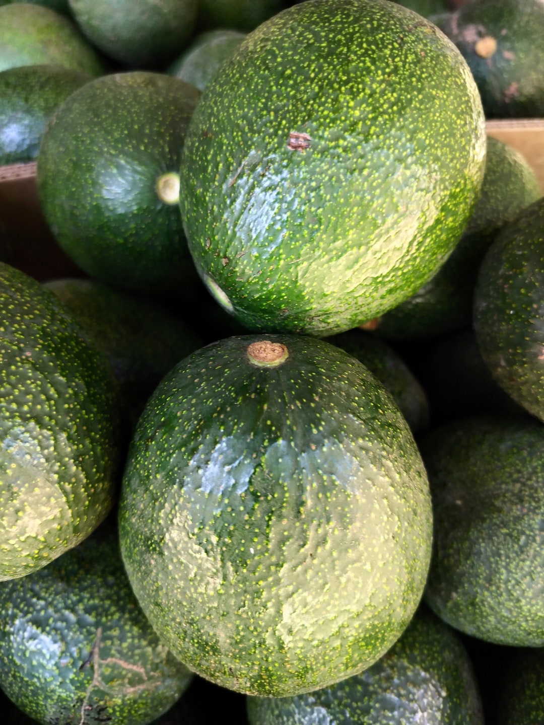 Organic REED AVOCADO Fruit Limited Edition. Fuerte & Haas, Leaves, and ...