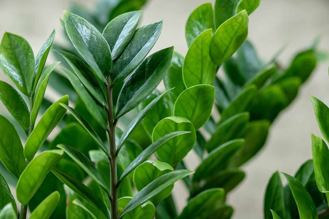 ZZ Plant, Zamioculcas Zamiifolia, Zeze, Zanzibar Gem Tree, Aroid Palm ...