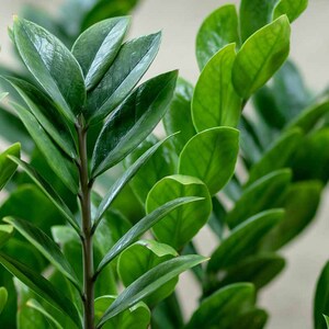 ZZ Plant, Zamioculcas Zamiifolia, Zeze, Zanzibar Gem Tree, Aroid Palm ...