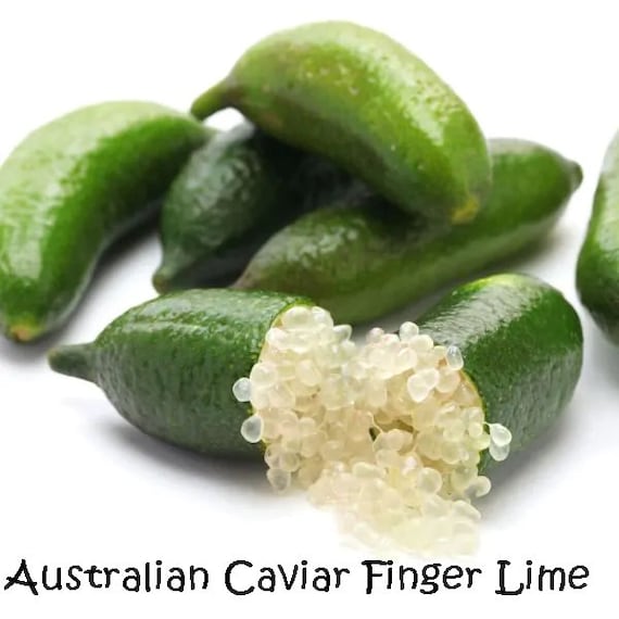 Australian Caviar Finger Lime. Unique Fruit Wonderful Taste - Etsy