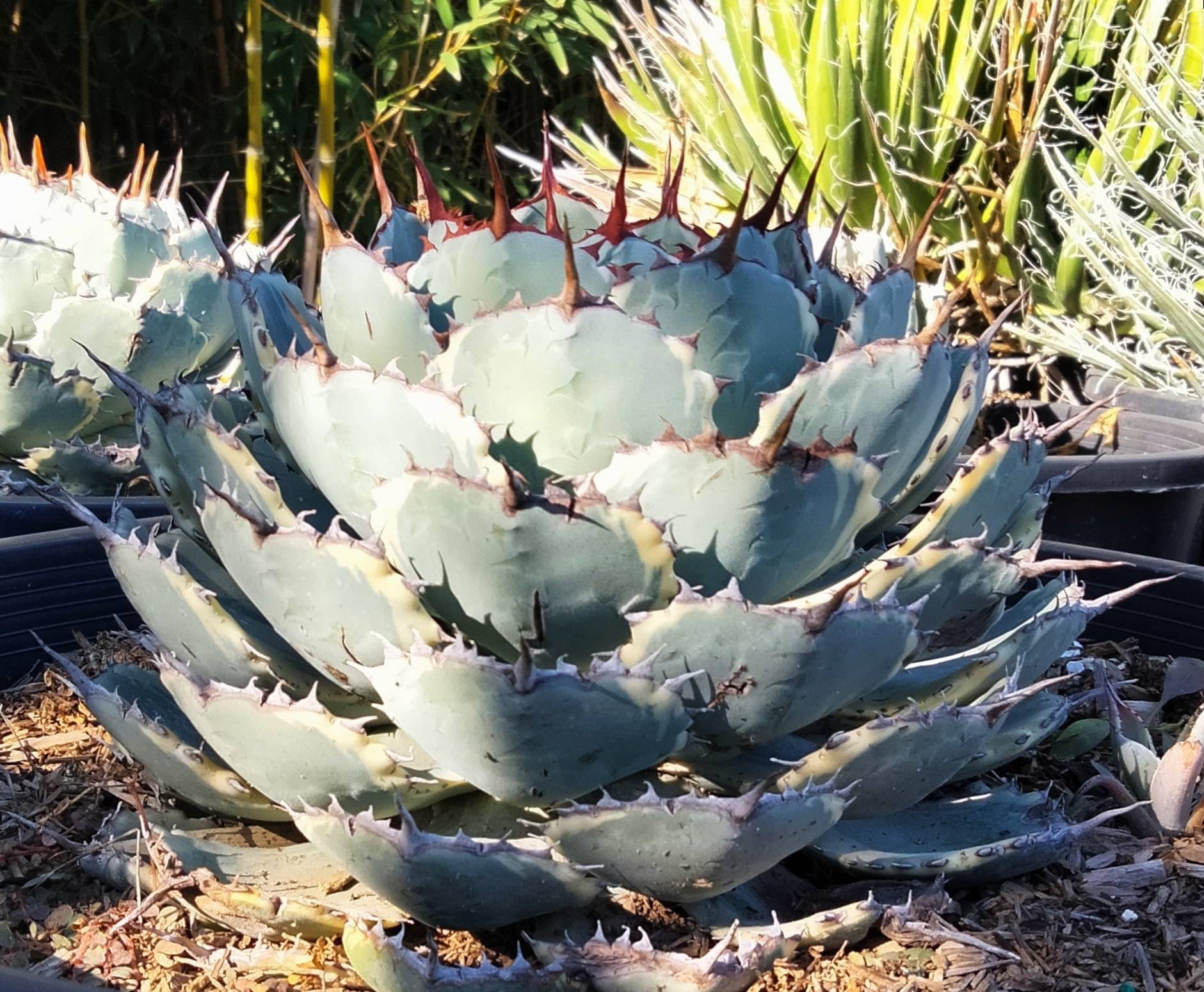 Agave Parryi Truncata Artichoke Agave Blue-gray Leaves Blue - Etsy