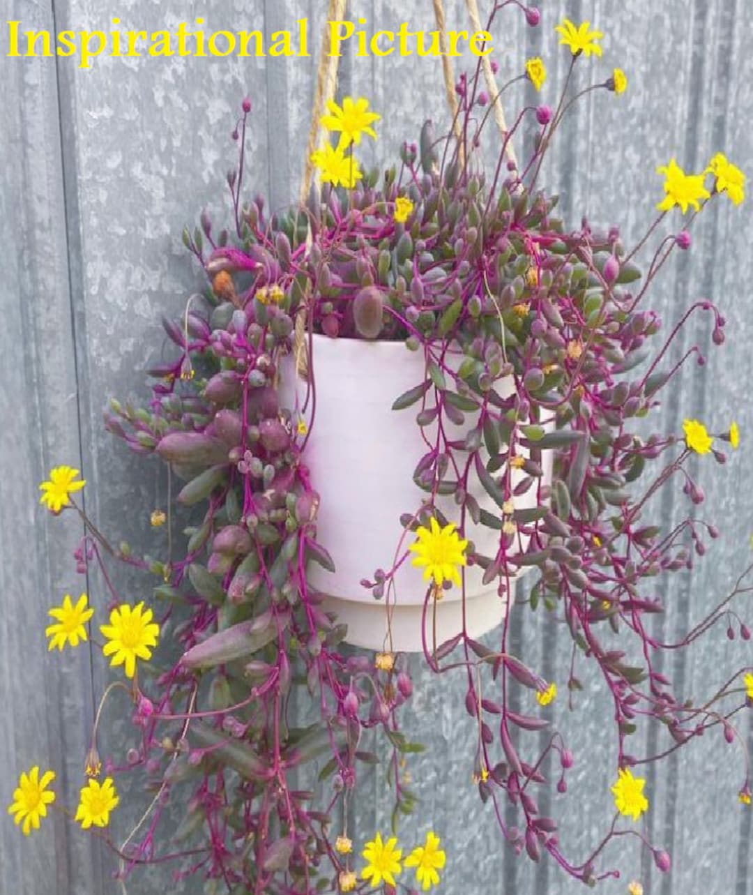 The Othonna Capensis Ruby Necklace String of Ruby Necklaces - Etsy