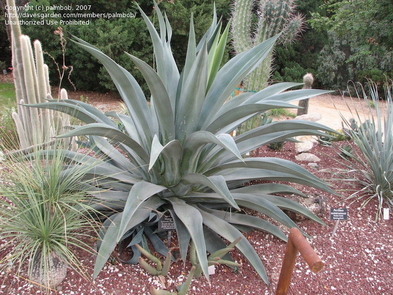 Agave Weberi Weber Agave Bluish-green Evergreen Foliage Bold - Etsy