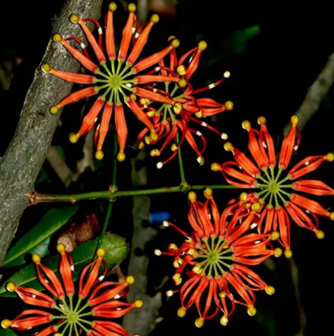 Stenocarpus Sinuatus, Firewheel Tree. A Shock of Bright Red Among the ...