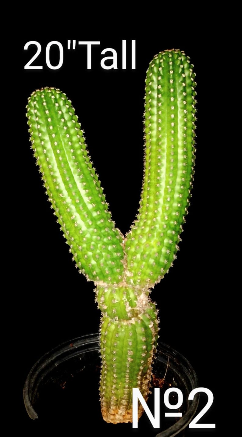 Rare Trichocereus Brevispinulosus, Indian Cob. Columnar Cacti Blooms ...