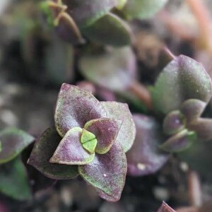 Red Calico Kitten Crassula, Crassula Pellucida, Crassula Marginalis ...