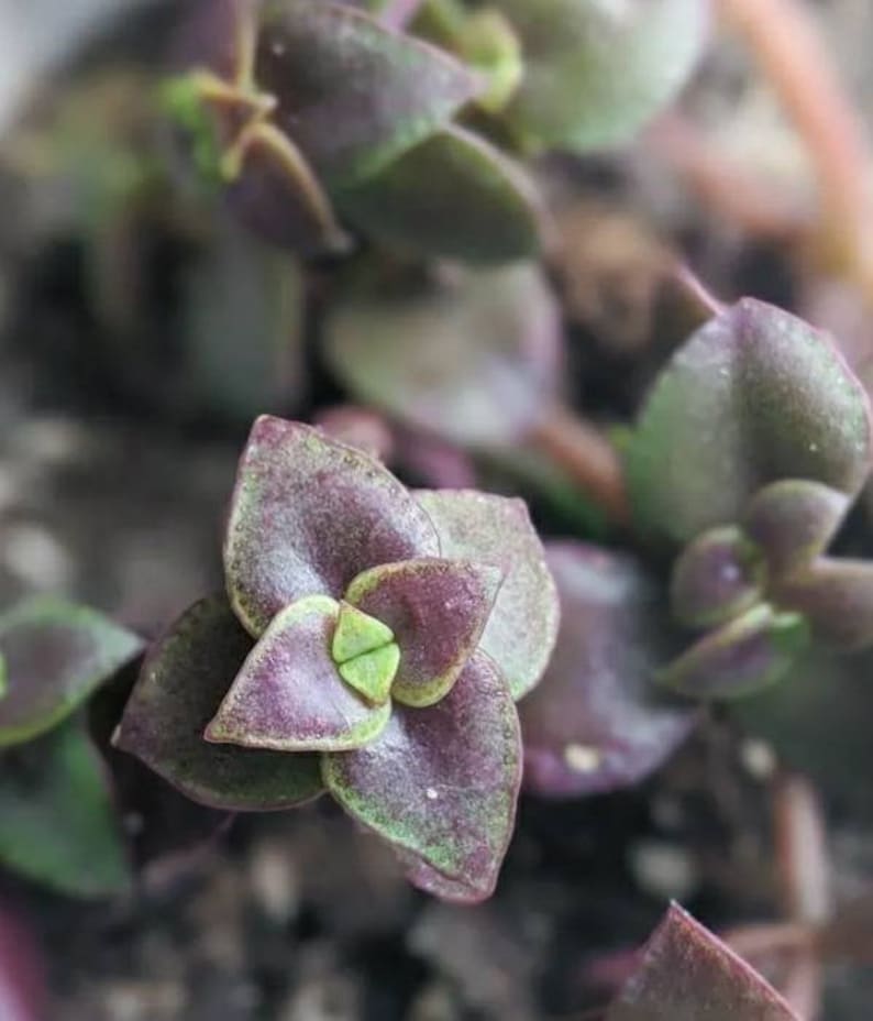 Red Calico Kitten Crassula, Crassula Pellucida, Crassula Marginalis ...